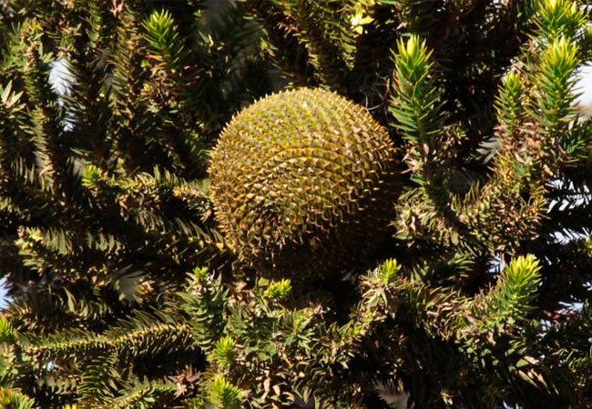 Studio Floral Dora Santoro: Como Plantar Pinhão