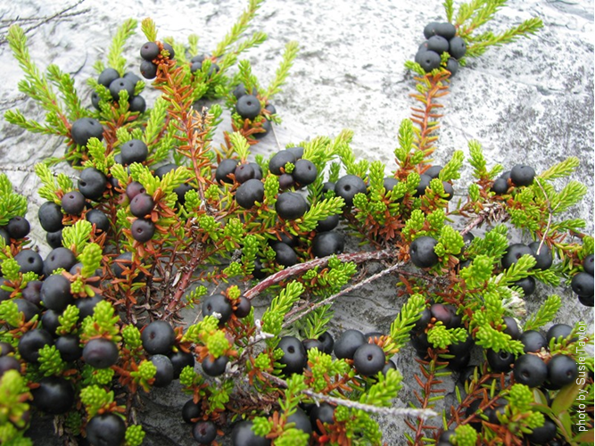 The Moose Curry Experience: Berries to Crow About