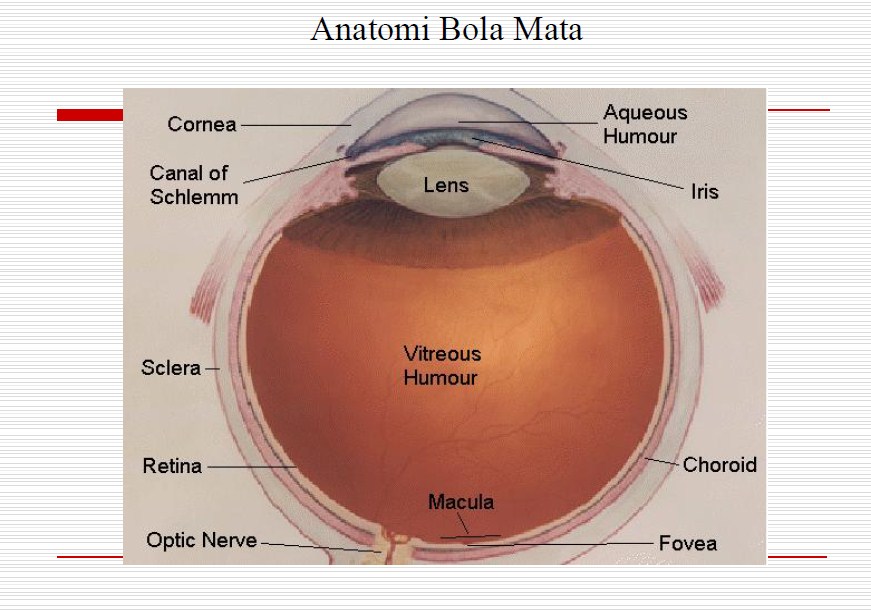 Makalah Anatomi Mata Bagian Luar dan Dalam dan Penjelasan Lengkapnya