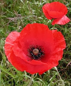 LOUNGE INSIGHT: Poppy flower Deadly Beauty - Bunga Poppy Si Cantik Yang ...