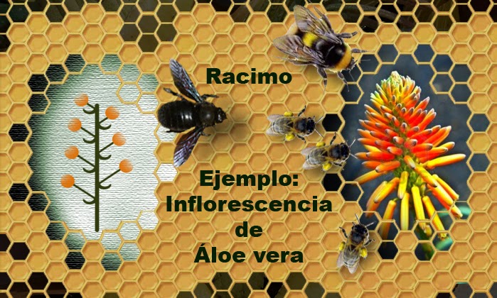 Guía del Plantabosques: INFLORESCENCIAS