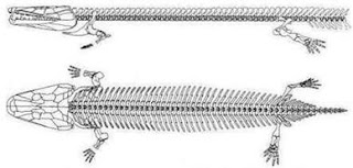 Blog de la Vida Prehistórica: Greererpeton