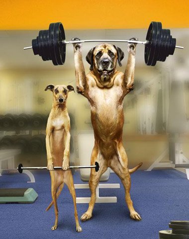 Funny Bodybuilder Dogs - Unbound State | Humor , Funny Pictures and ...