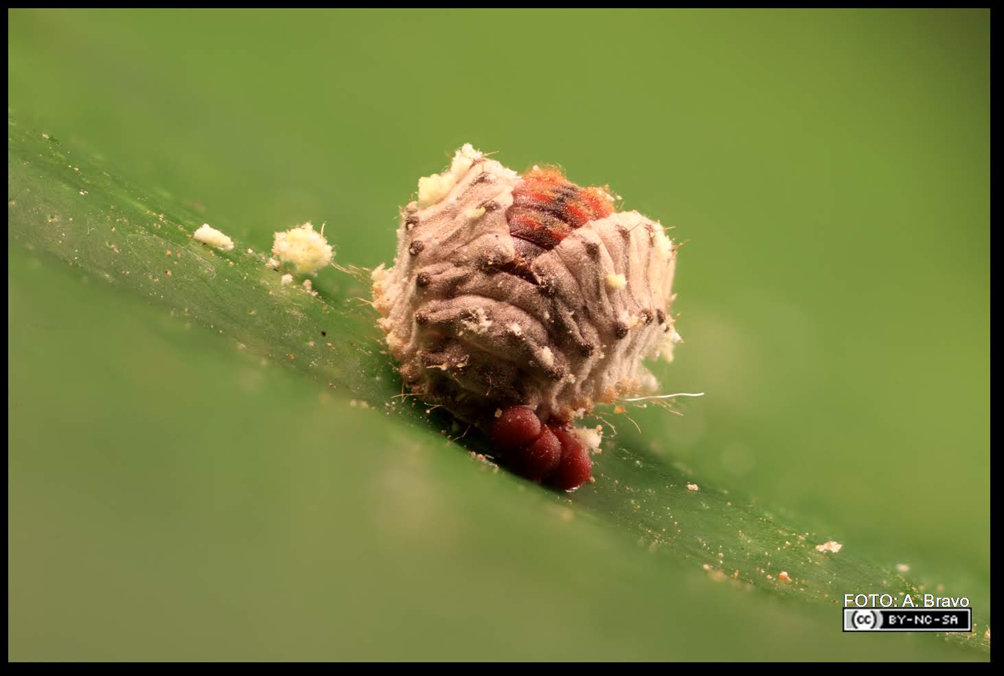 FAUNA AUXILIAR: FAMILIA COCCINELIDAE