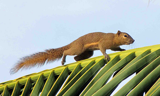 Bongkar Mitos Daging Tupai Katanya Bisa Sembuhkan Berbagai Macam ...