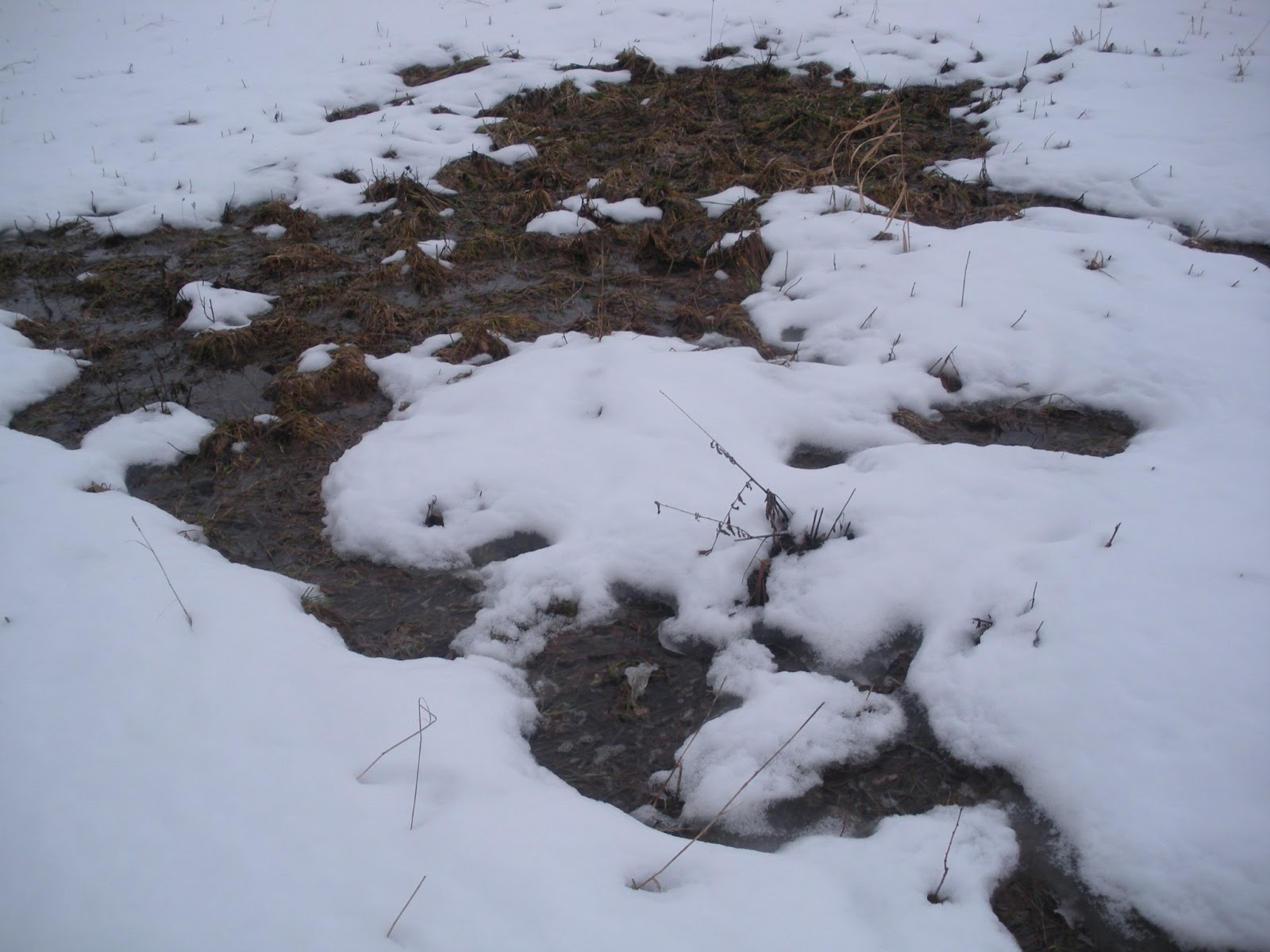 Primarily pets: Spring Thaw