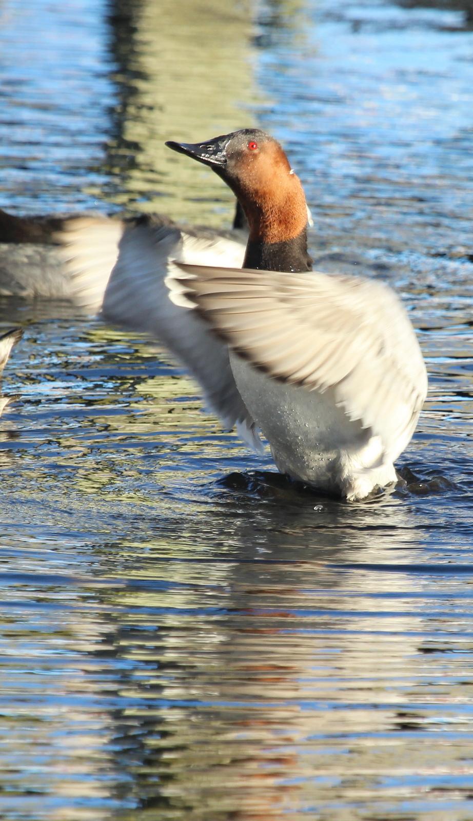 Beth's Blog: Canvasback and Friends -- the Last of the Canvasback