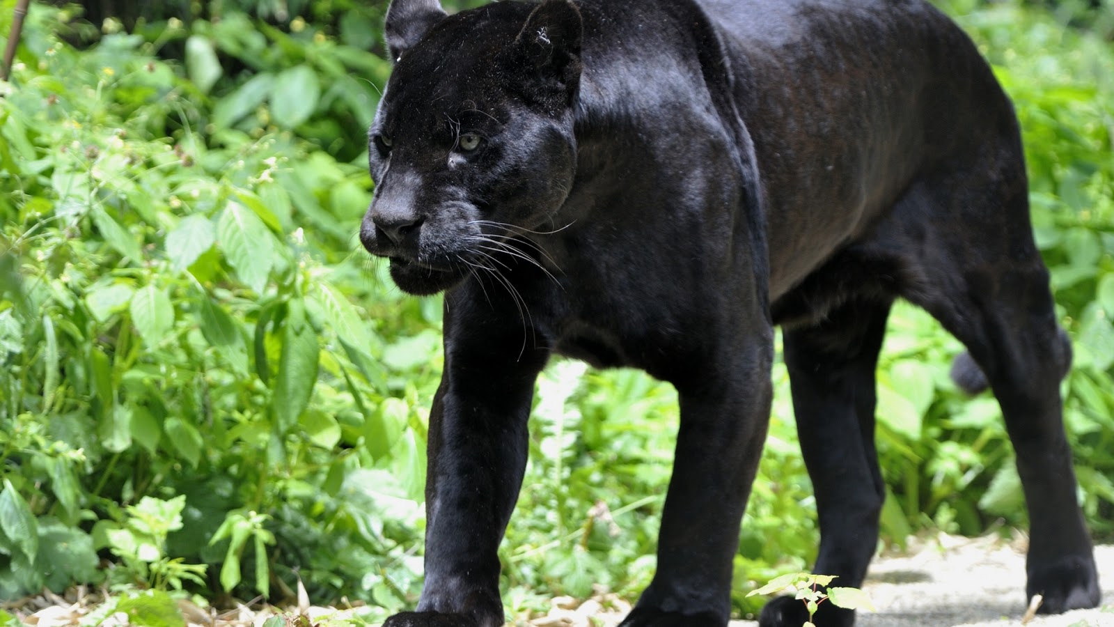 Panther - HD Wallpapers | Earth Blog
