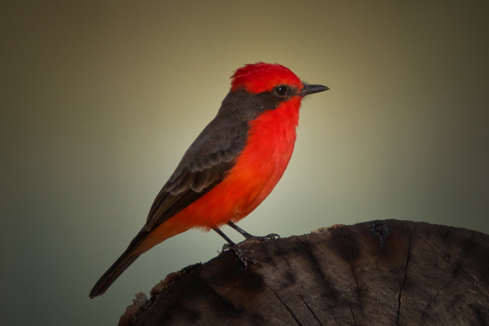 Feather Tailed Stories: Vermilion Flycatcher, Tucson