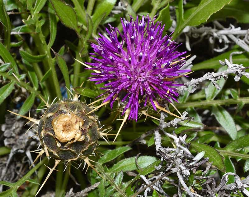 Flora hellenica: Centaurea raphanina subsp. mixta