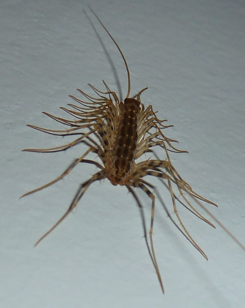 Bichos: Cienpiés (Scutigera coleoptrata)