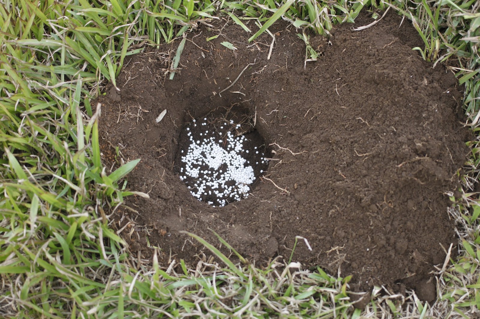 Evergreen Resources Tree Farm: Easy Steps In Planting Falcata Tree