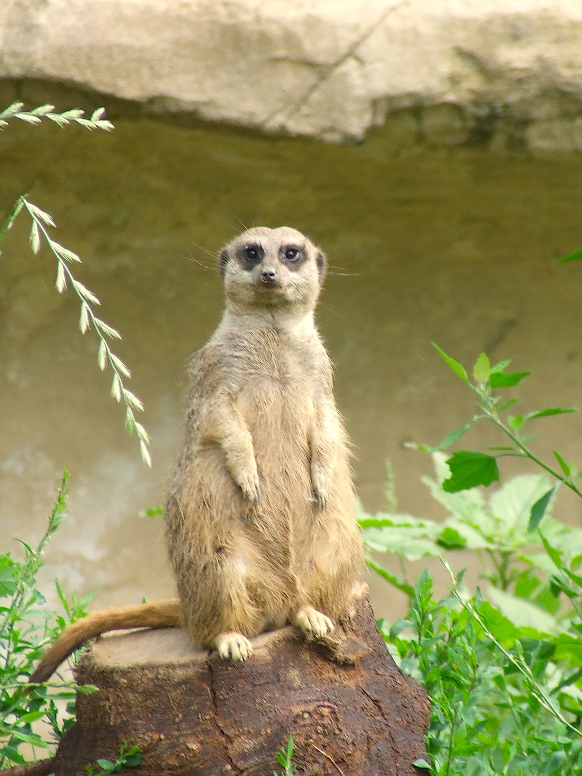 Declan Mulligan New Art & Music Creations