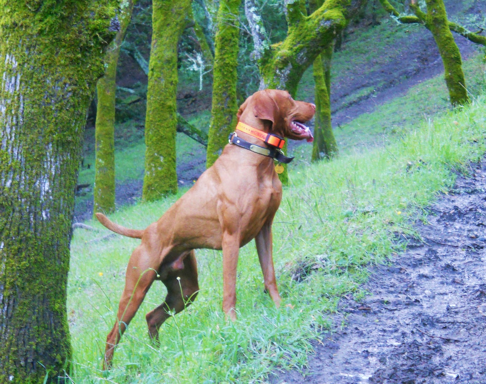 redbirddog - a hungarian pointer (vizsla) blog: In This Corner ...