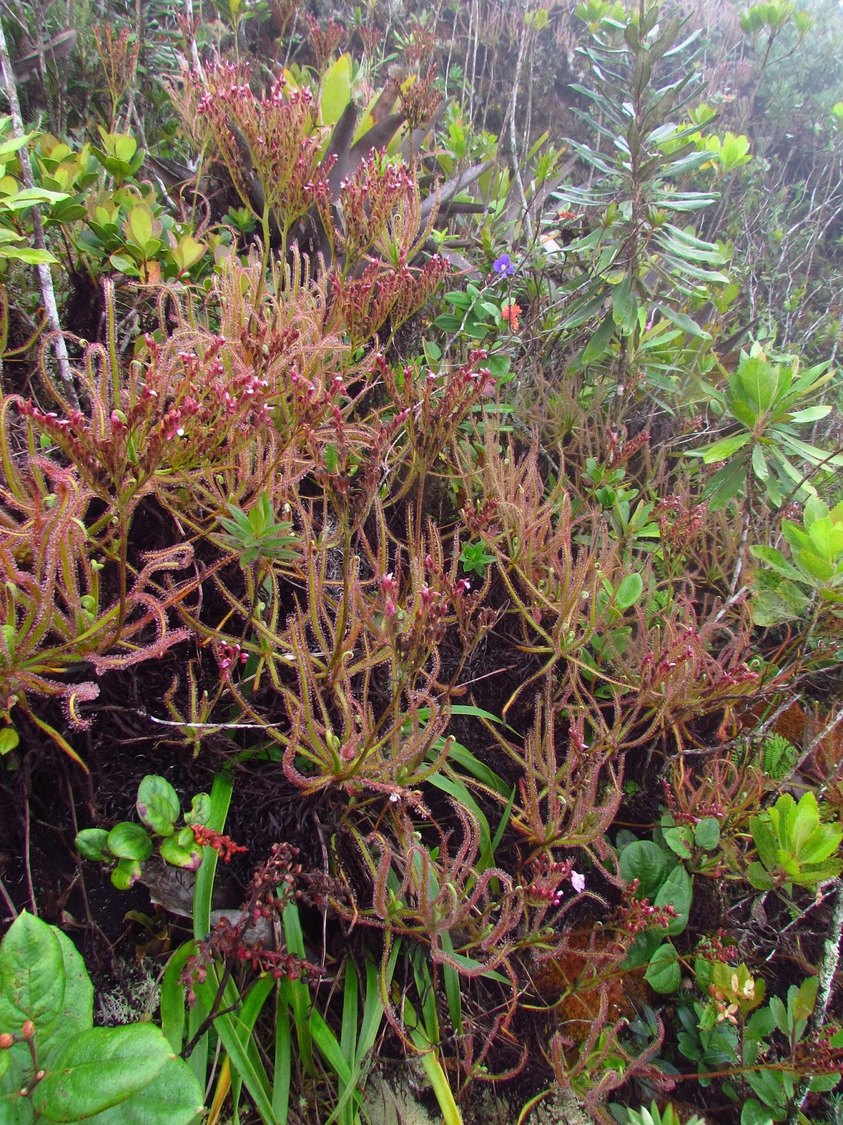 Drosera magnifica photos