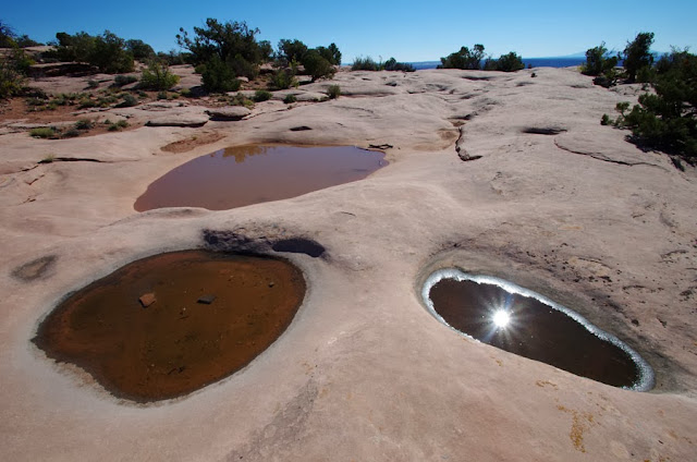 Ross Walker photography: Tadpole Shrimp, A Living Fossil