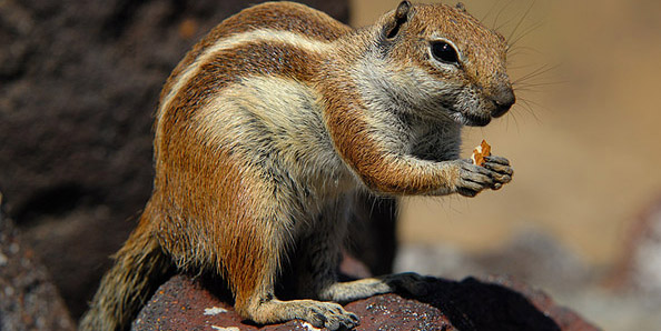 Fauna ~ Lengua Zapoteca