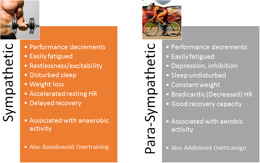 Endurance Training ↔ Overtraining & Muscle Loss? Run to Exhaustion ...