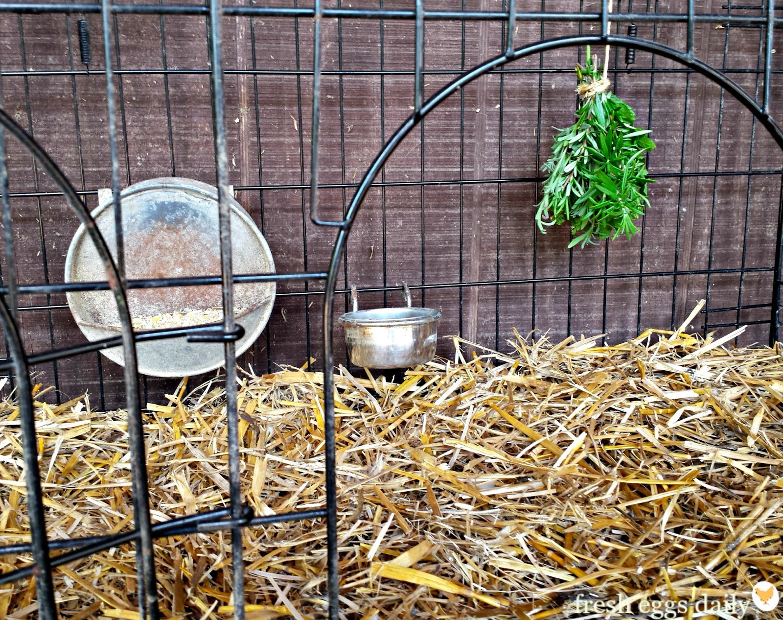 Traveling (or Moving) with Chickens - Fresh Eggs Daily® with Lisa Steele