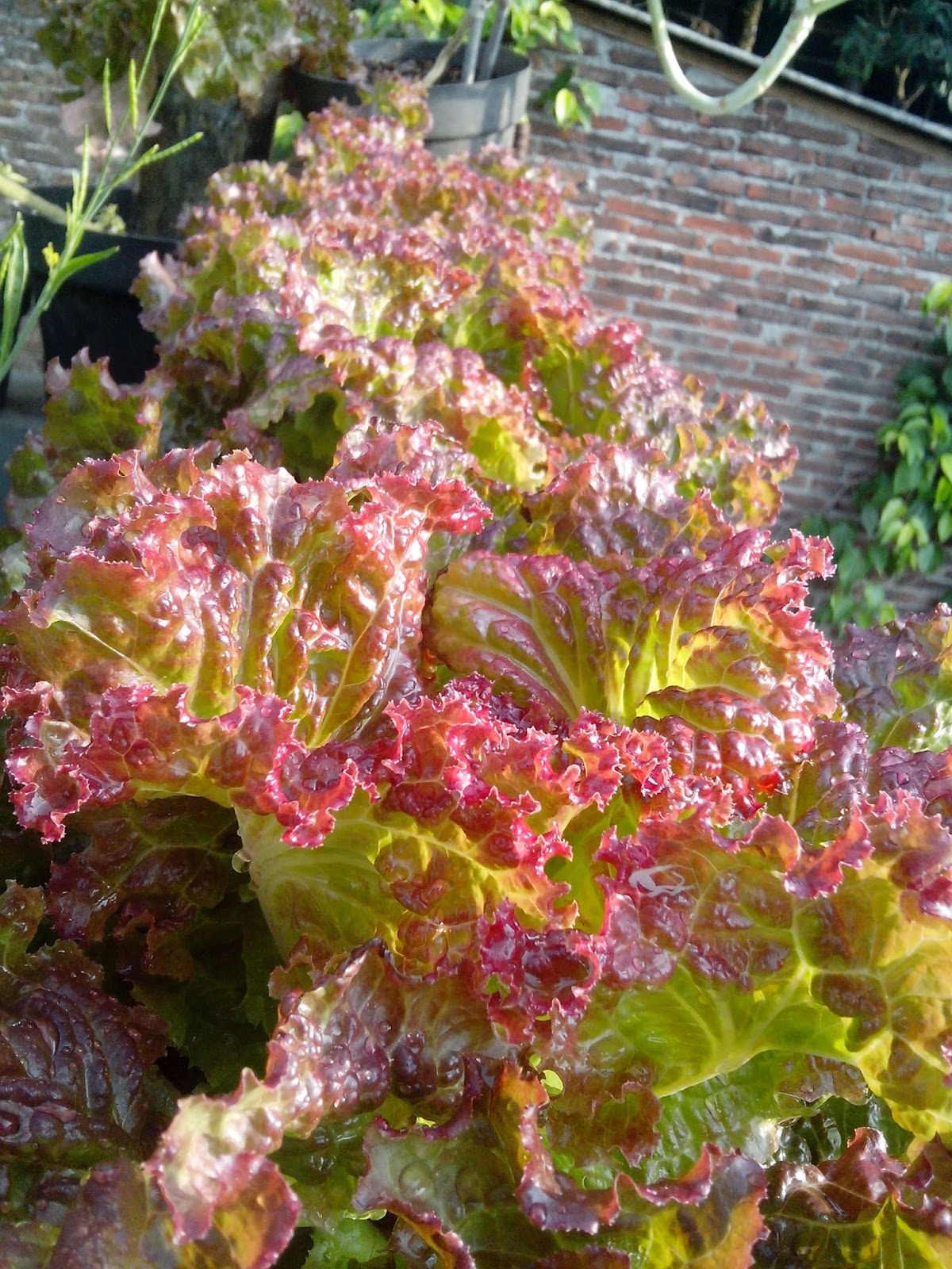 Endah Murniyati's Journey: RED RAPID LETTUCE