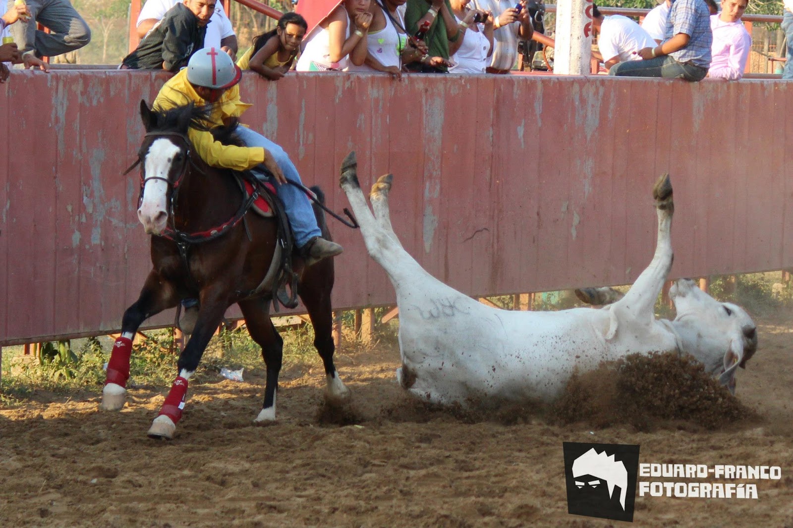 julioaoc: toros coleados