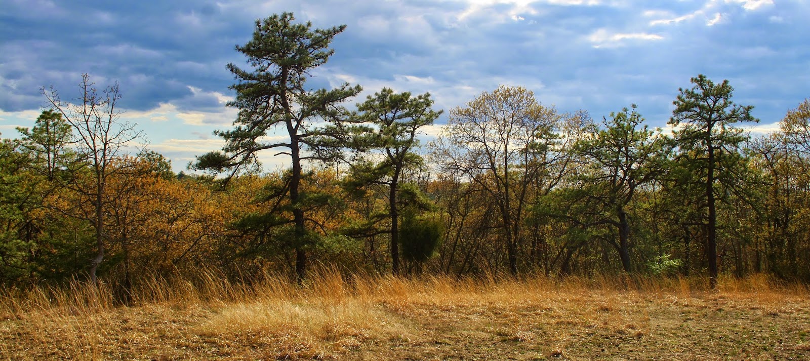 Natural Mid-Atlantic : PA: Nottingham Serpentine Barrens, Chester Co.