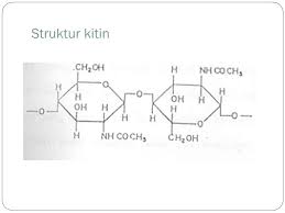 Fakta Kitin: Struktur, Fungsi, dan Penggunaan