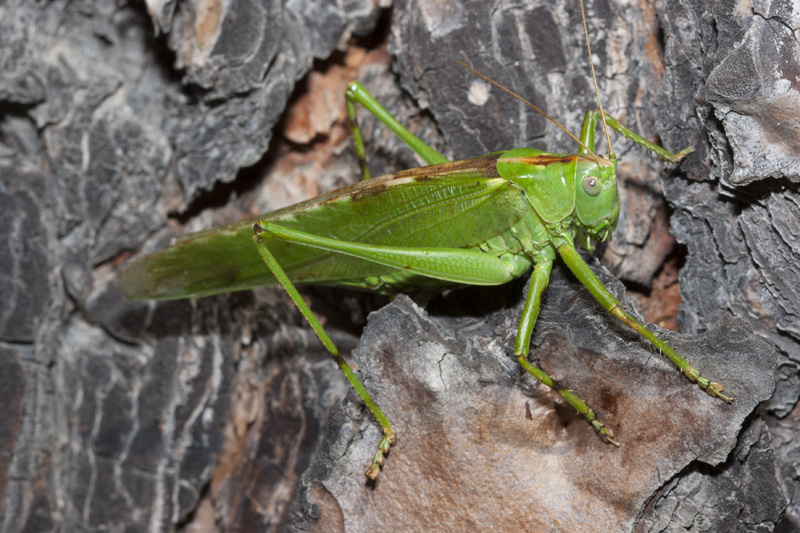 Hacia un lugar salvaje: Ortopteros