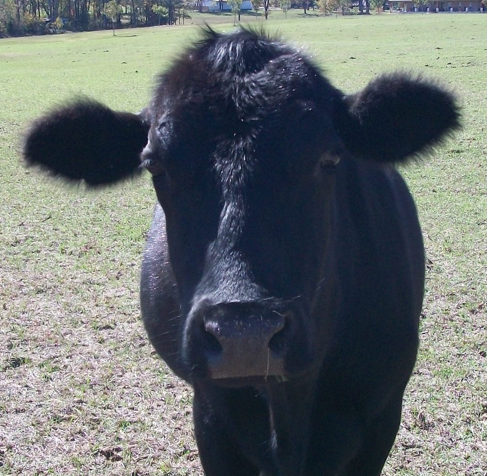 Tales from Tails Up Homestead: Fuzzy Cows