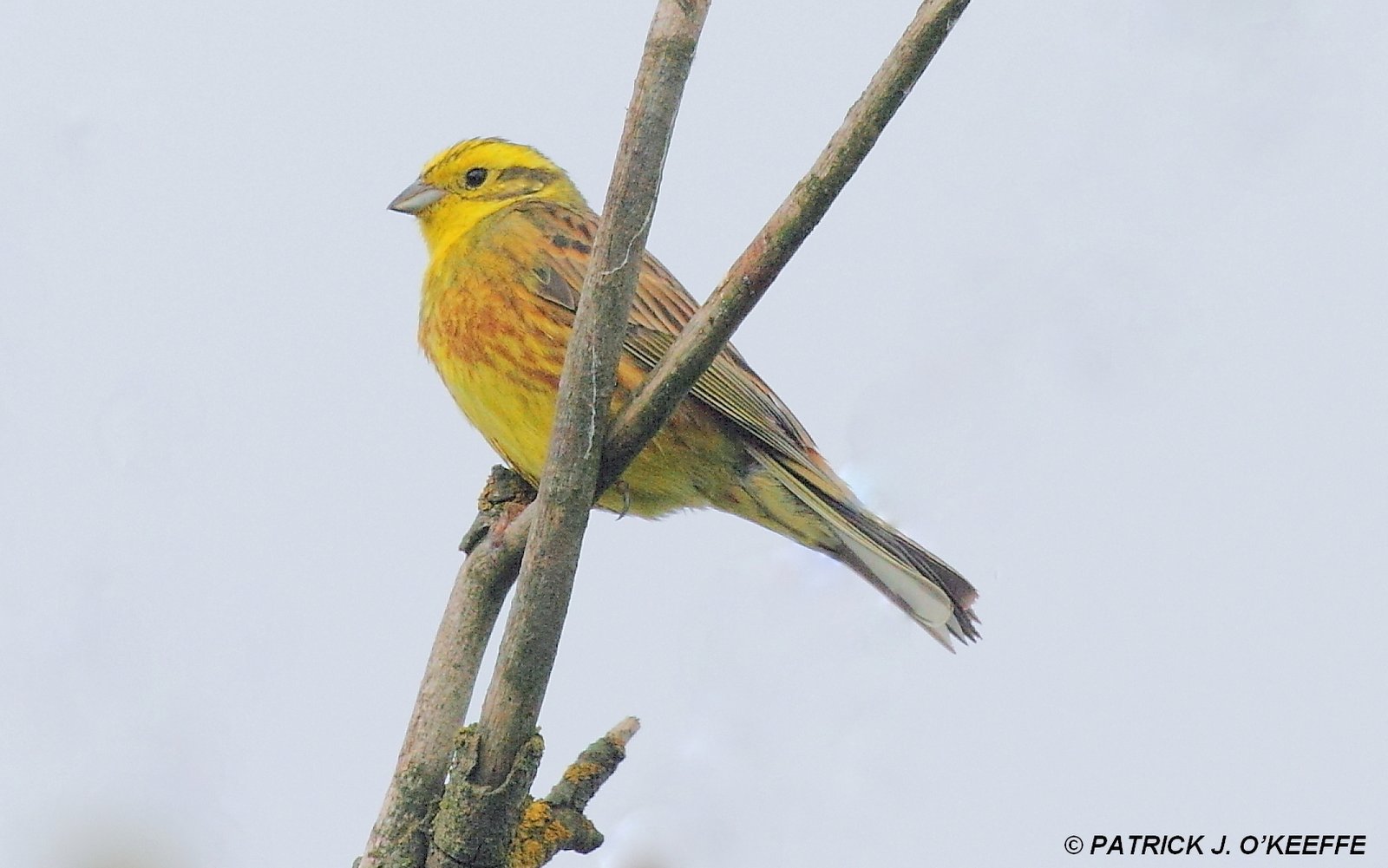 Raw Birds: YELLOWHAMMER Emberiza citrinella