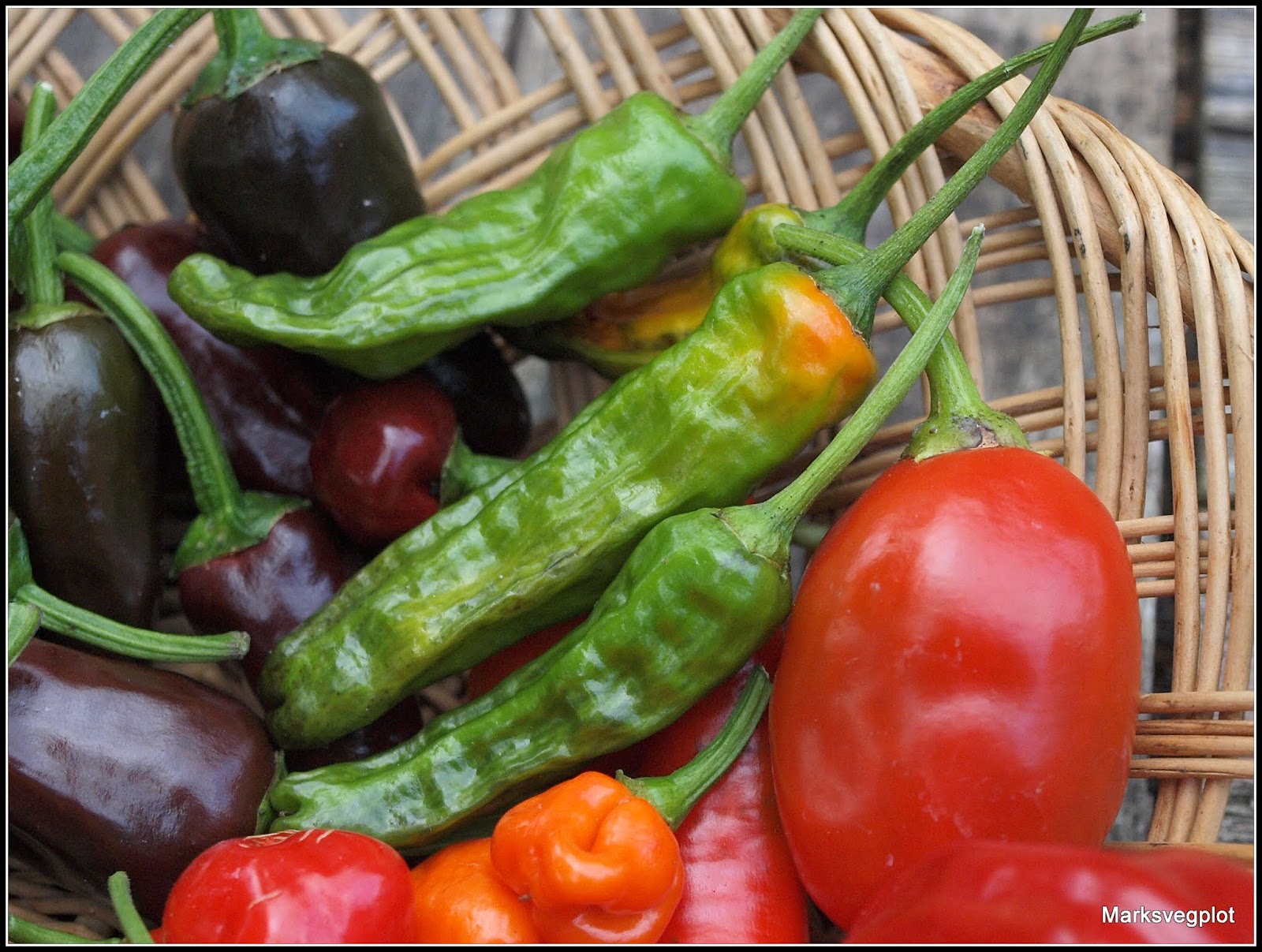 Mark's Veg Plot: Harvesting chillis