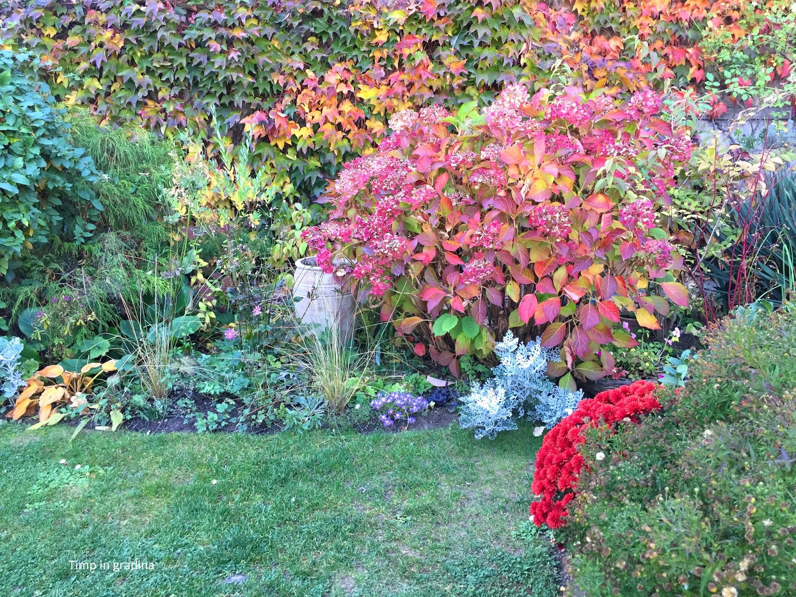 Time in the garden: Tufănele, crizanteme, mums 2018 (2)
