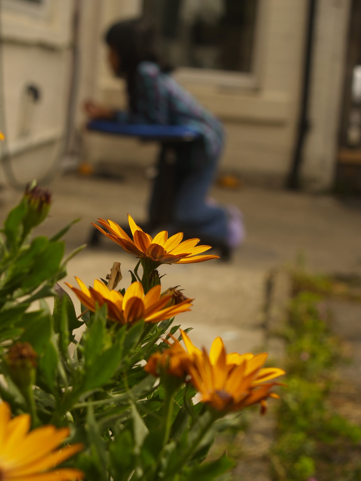 memori di bumi Eropah: aktiviti musim bunga...2011...di UK