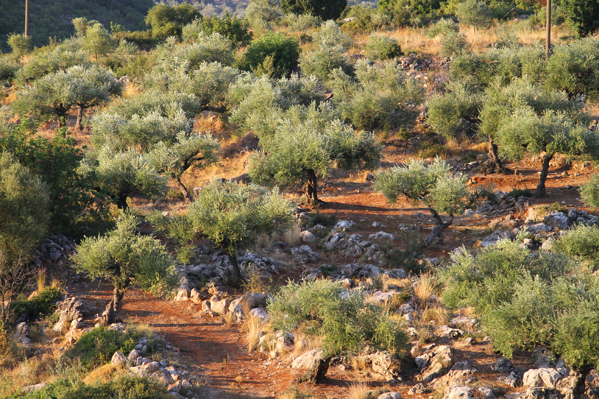 Antiguos OLIVOS del Mediterráneo : GREECE. ELLADA. MESSINIA. METHONI ...