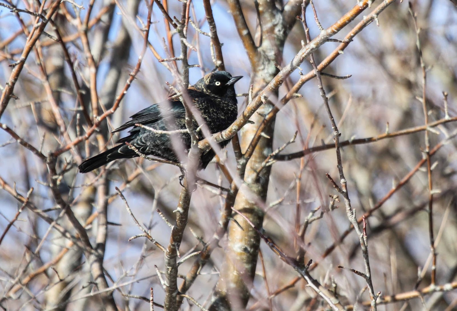 Gale's Photo and Birding Blog: Rusty Blackbirds