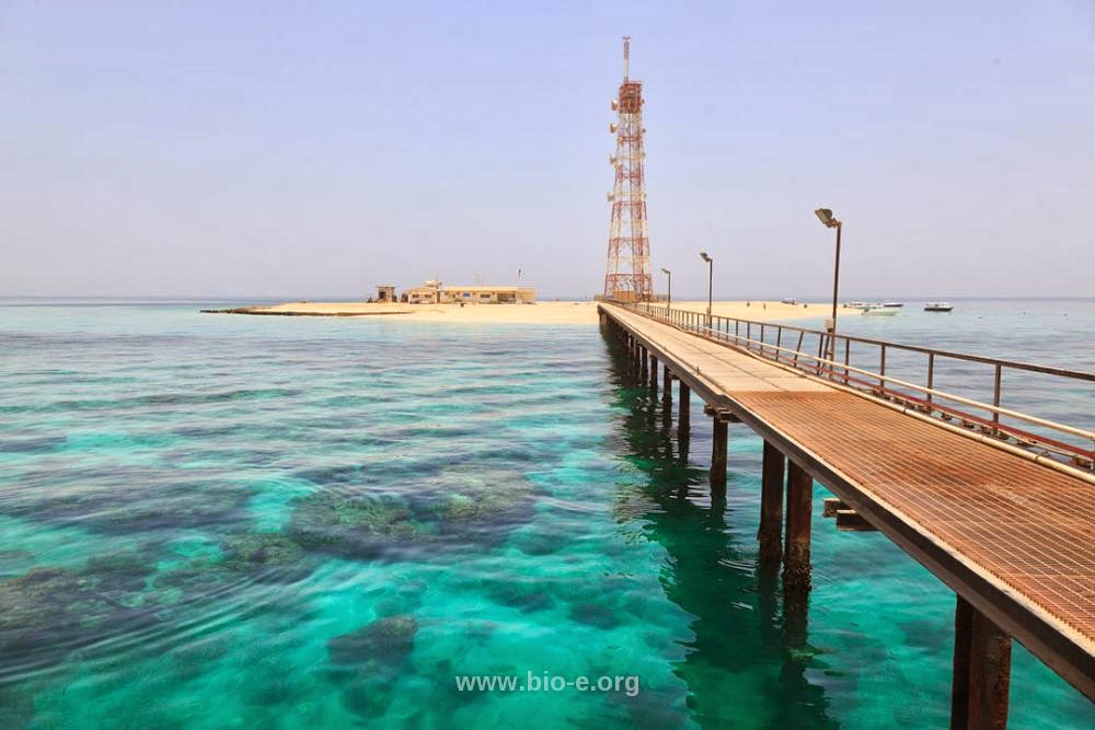 Desert Girl on Kuwait: Kuwait's Sea Life