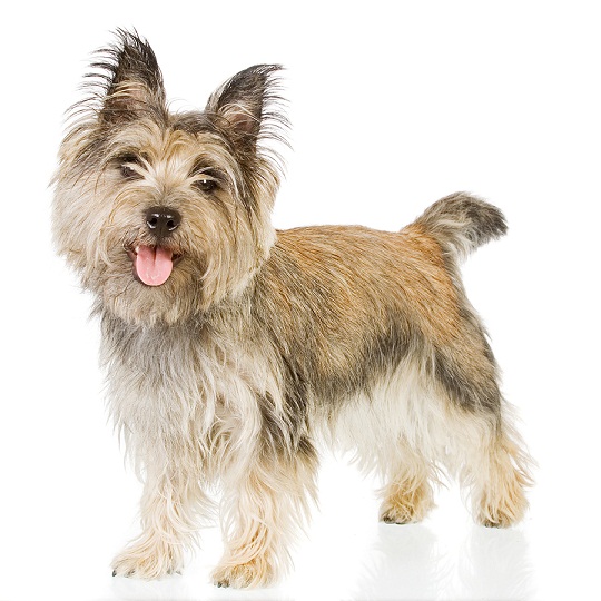 Terrier Dog Breeds Pictures and Information