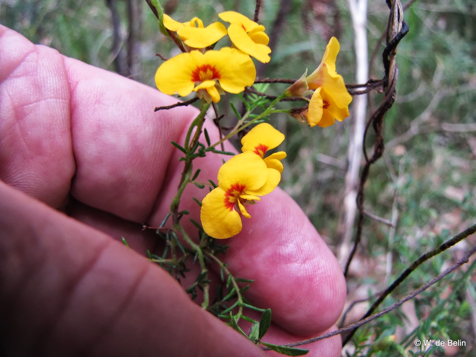Sydney's Wildflowers and Native Plants: Dillwynia parvifolia - Small ...