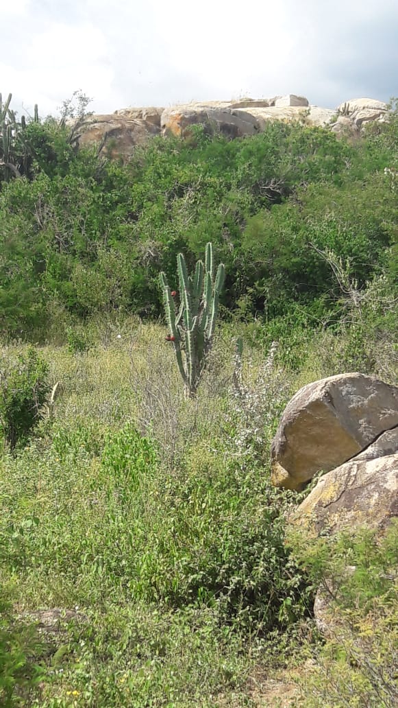 Vegetação da caatinga