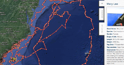 Maps Mania: Tracking Sharks on Google Maps