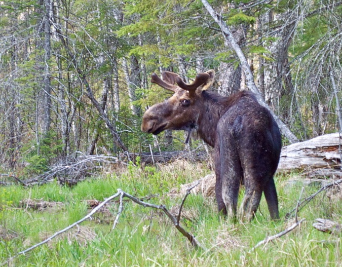 Fern Glen Inn - Seasons and Reasons: Moose Sightings