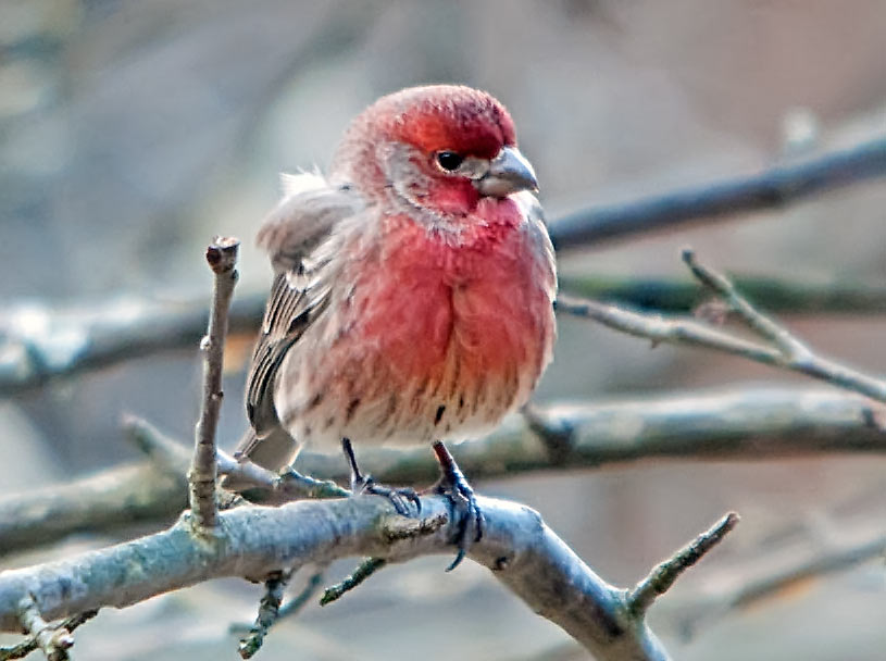 One Jackdaw Birding: House Finches