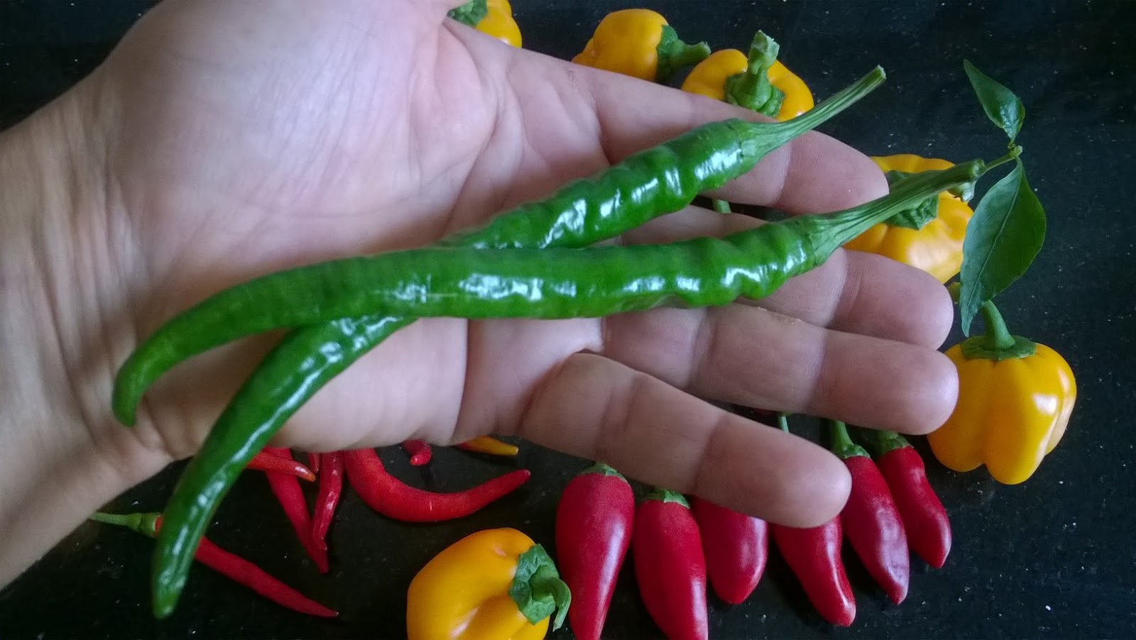 My Organic Peppers