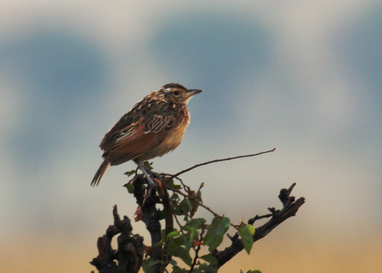 Neil's Daily Bird: 197 : Flappet Lark