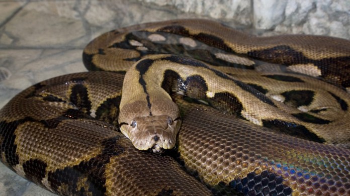 Isak Ortiz: Píton de 7 metros engole mulher na Indonésia