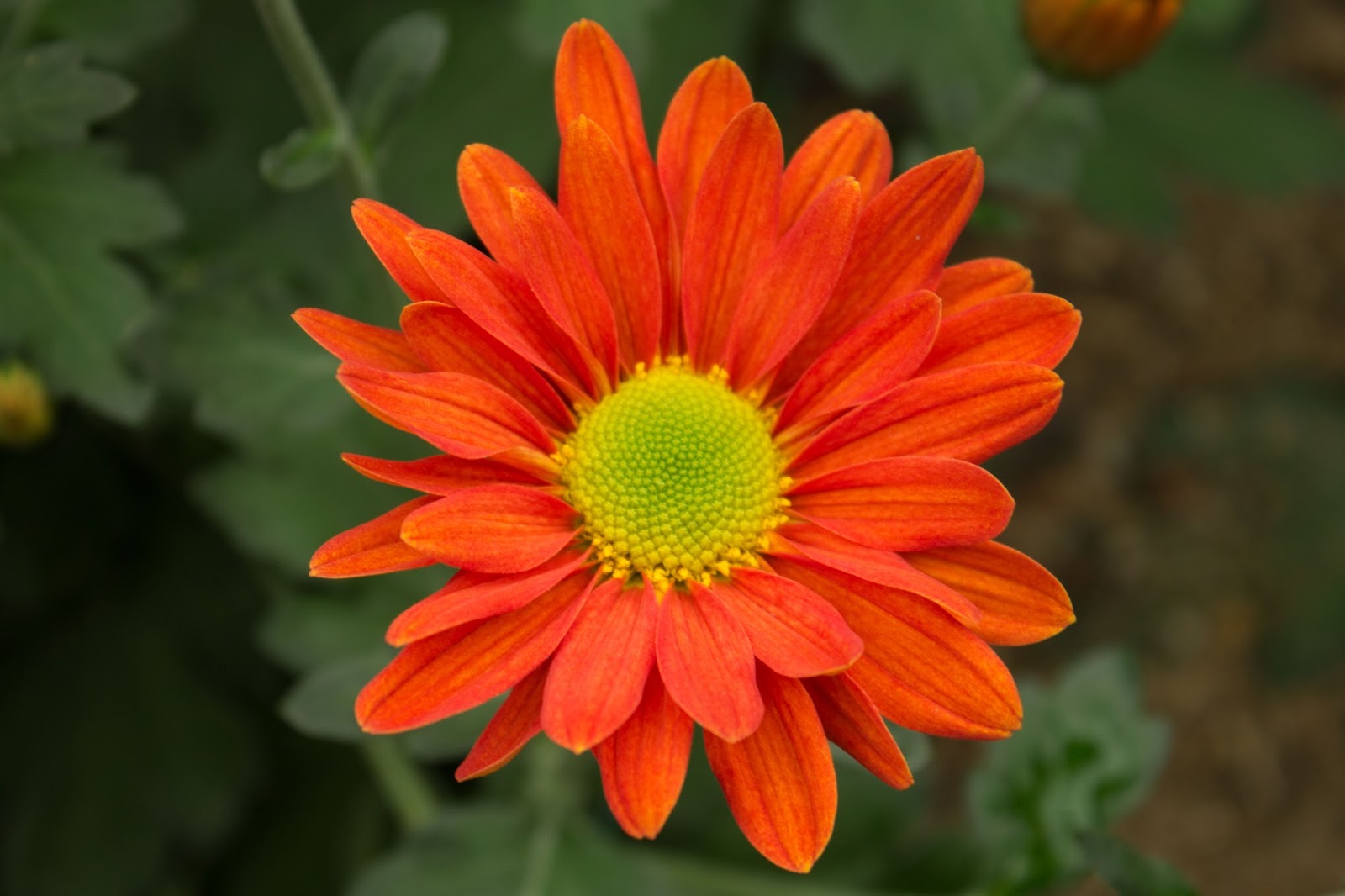 Midwestern City Girl: Favorite Flower #2: The Chrysanthemum