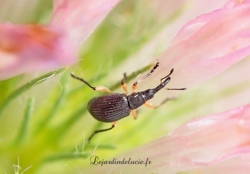 Protapion apricans, petit Apion dans les fleurs du trèfle des prés.