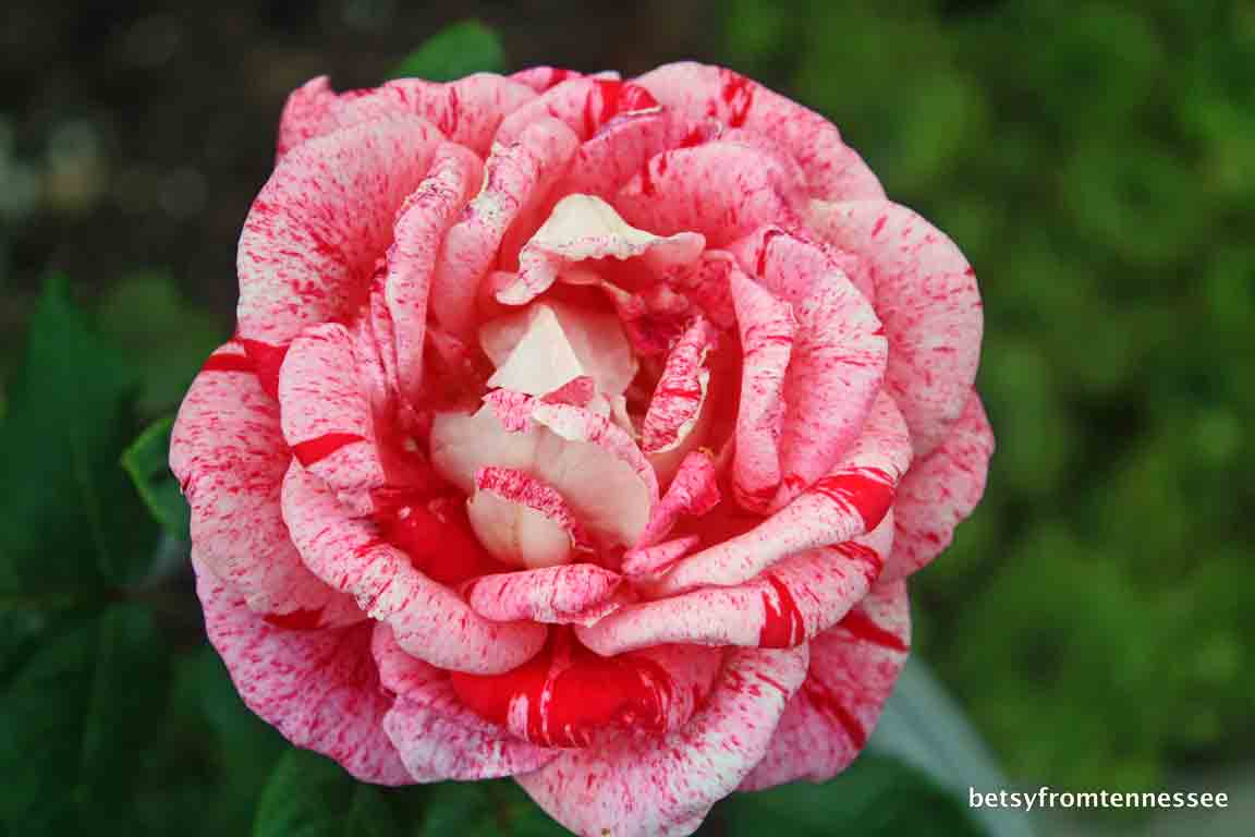 JOYFUL REFLECTIONS: ROSES in our YARD 2013