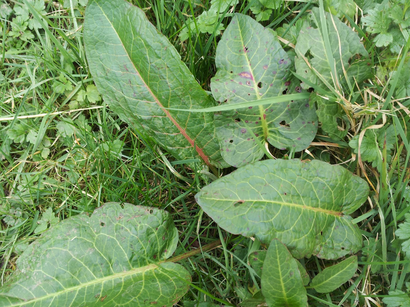 Weeding without chemicals - what are your options?Greenside Up