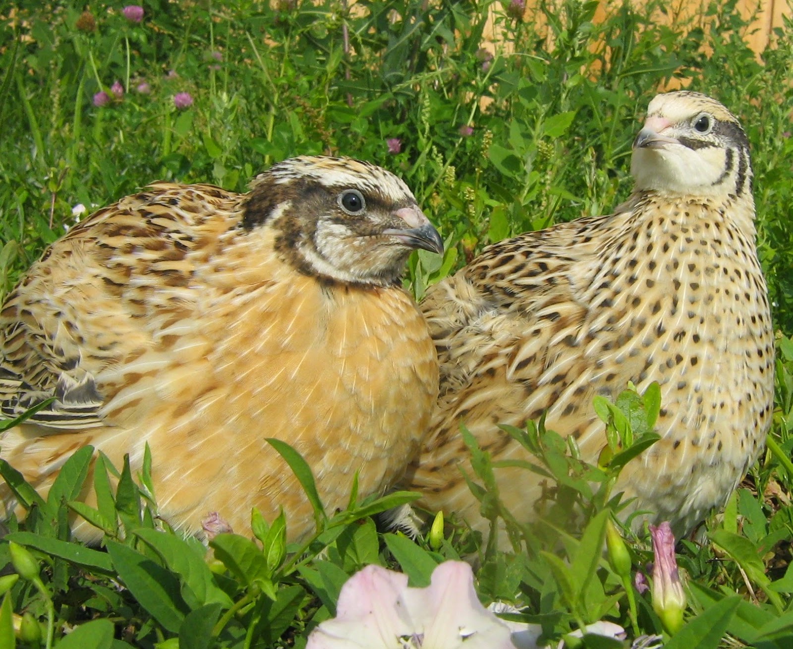 Venta y envío de Pollos y Gallinas de raza